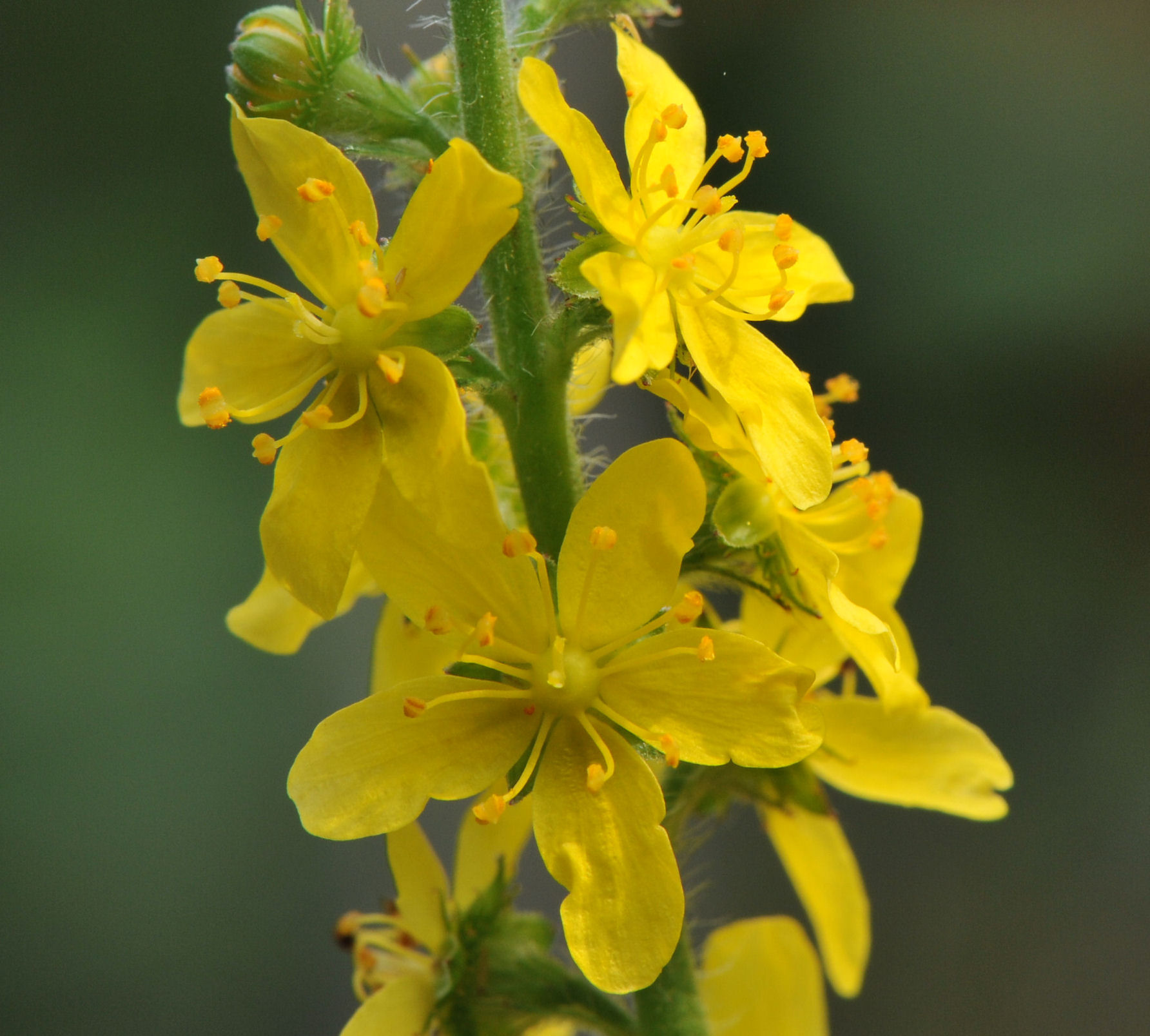 Propiedades de las flores de Bach | Gestalt Ceres